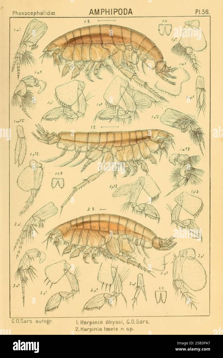 Two distinct amphipod specimens labeled hi-res stock photography and ...