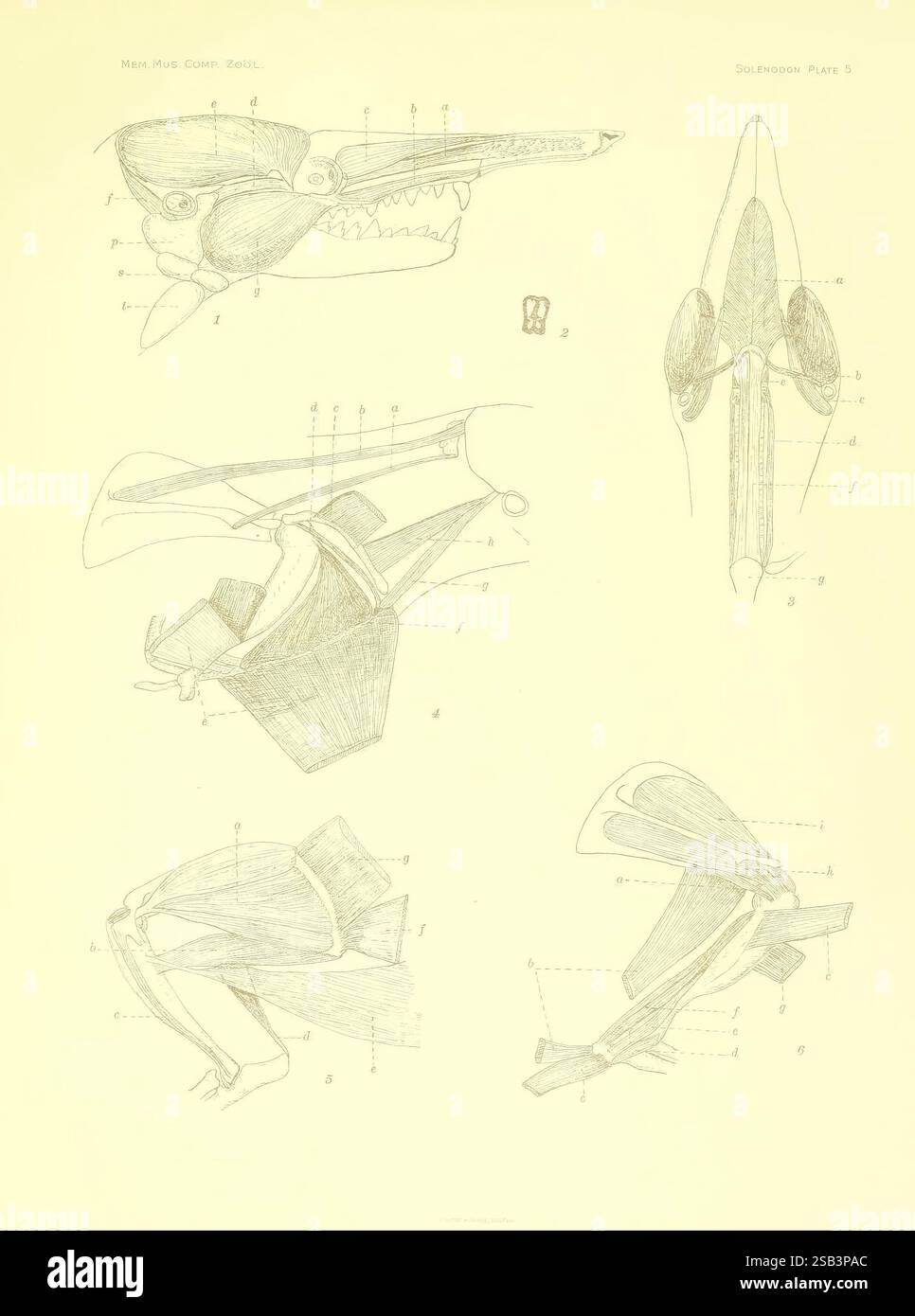 Solenodon paradoxus Cambridge, U.S.A, 1910, anatomy, hispaniolan ...
