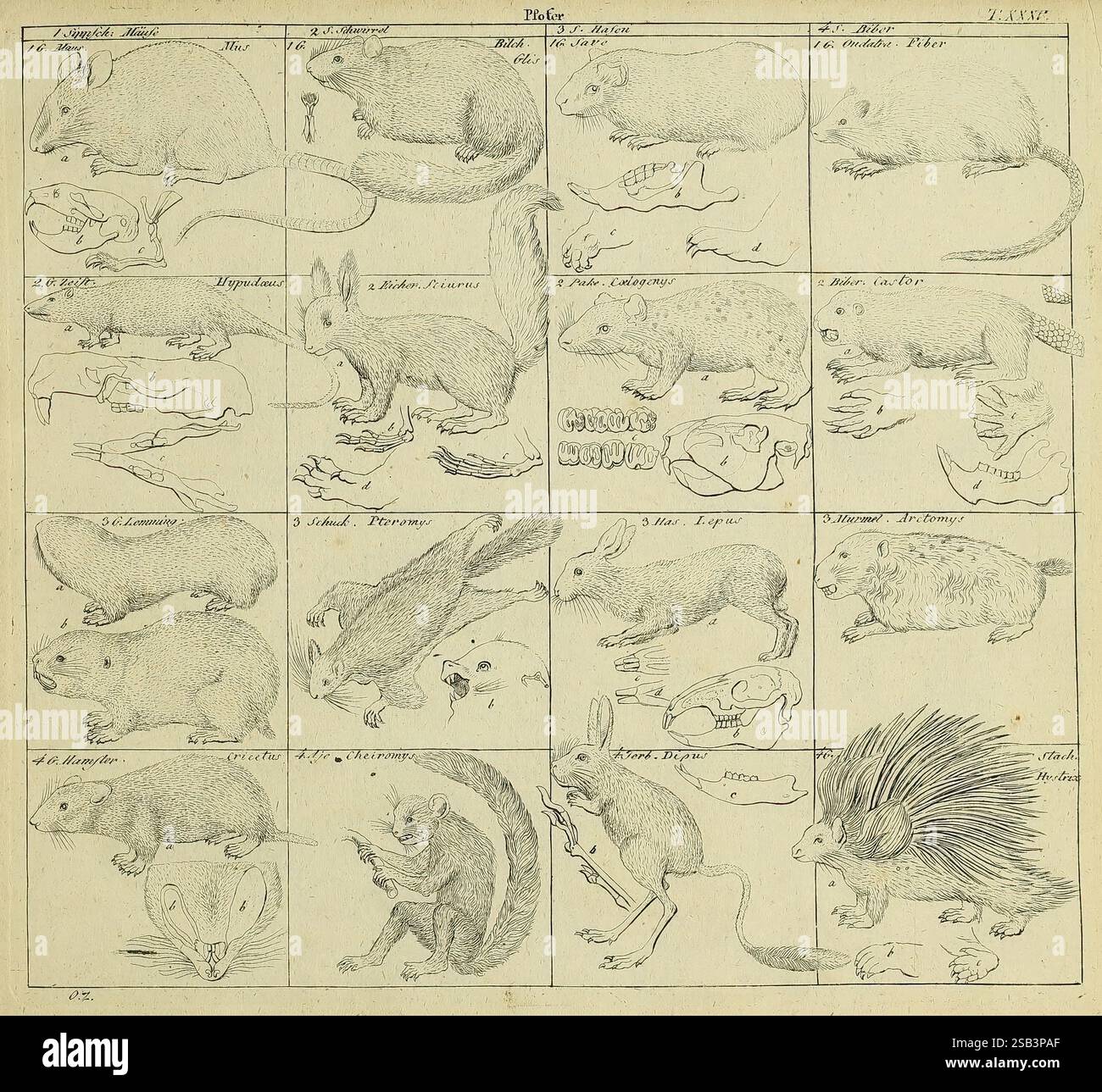 Row presents detailed depictions hi-res stock photography and images ...