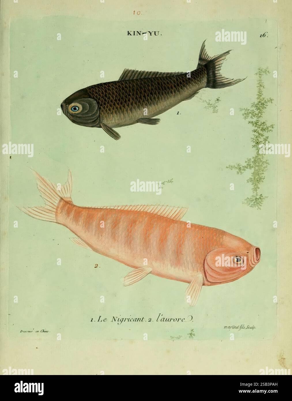 Lighter colored fish exhibits hi-res stock photography and images - Alamy