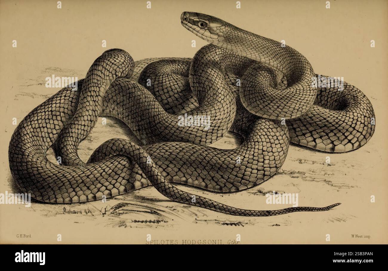 Twists gracefully hi-res stock photography and images - Alamy