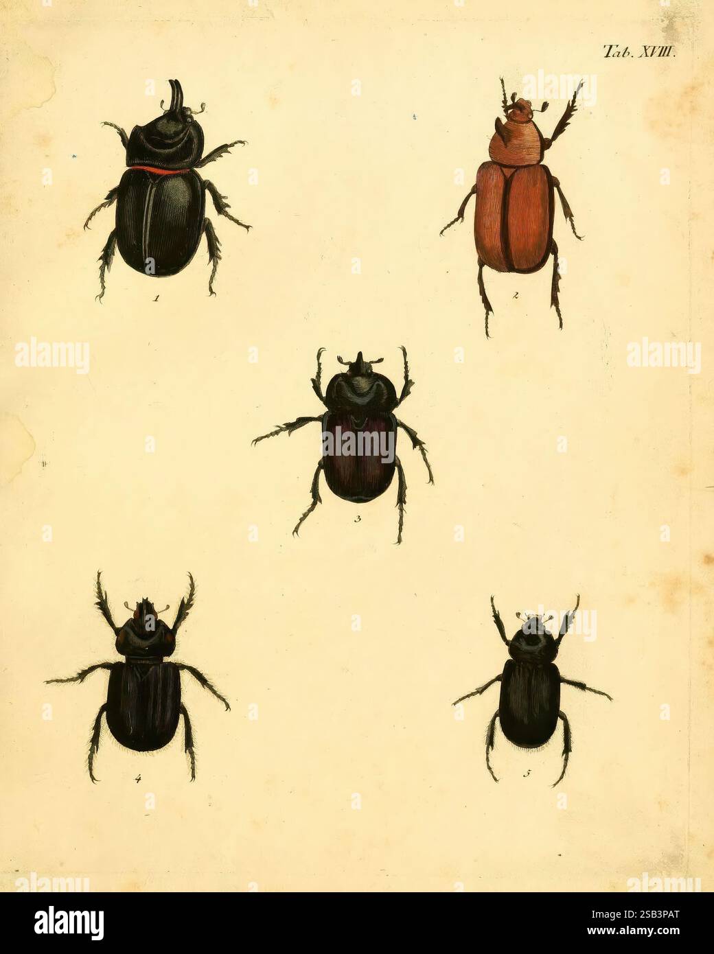 Three beetles shown hi-res stock photography and images - Alamy