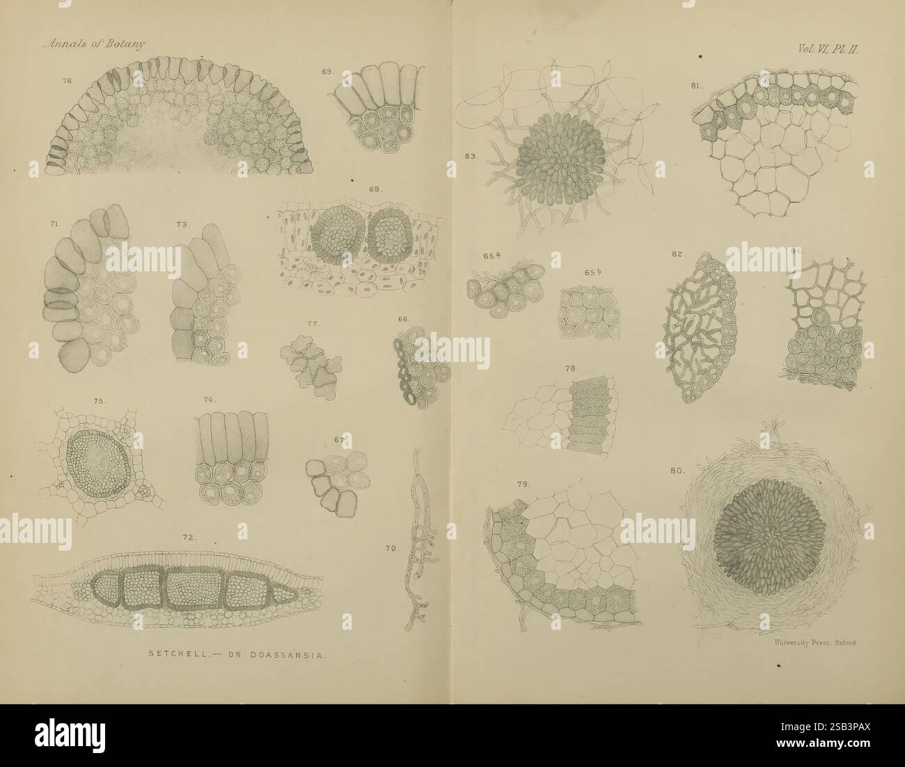 Annals of Botany, London, Botany, Periodicals, Plants,, This ...