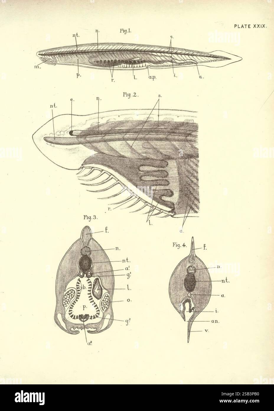 Illustrations of zoology: invertebrates, vertebrates Edinburgh Y.J ...