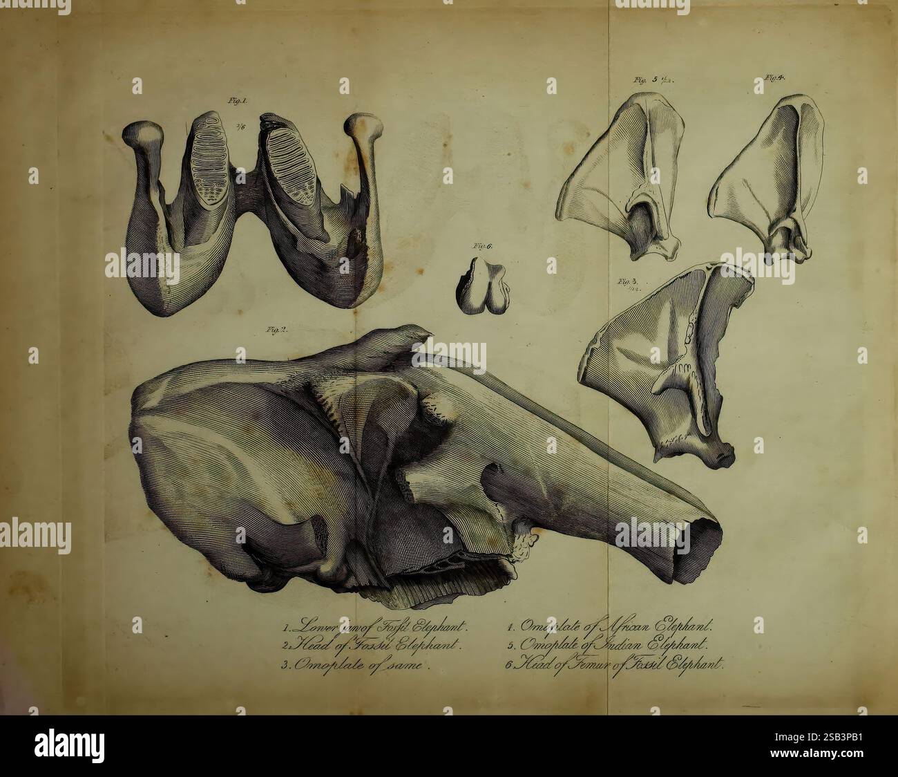 The, fossil, remains, of, the, animal, kingdom, London, Whittaker ...