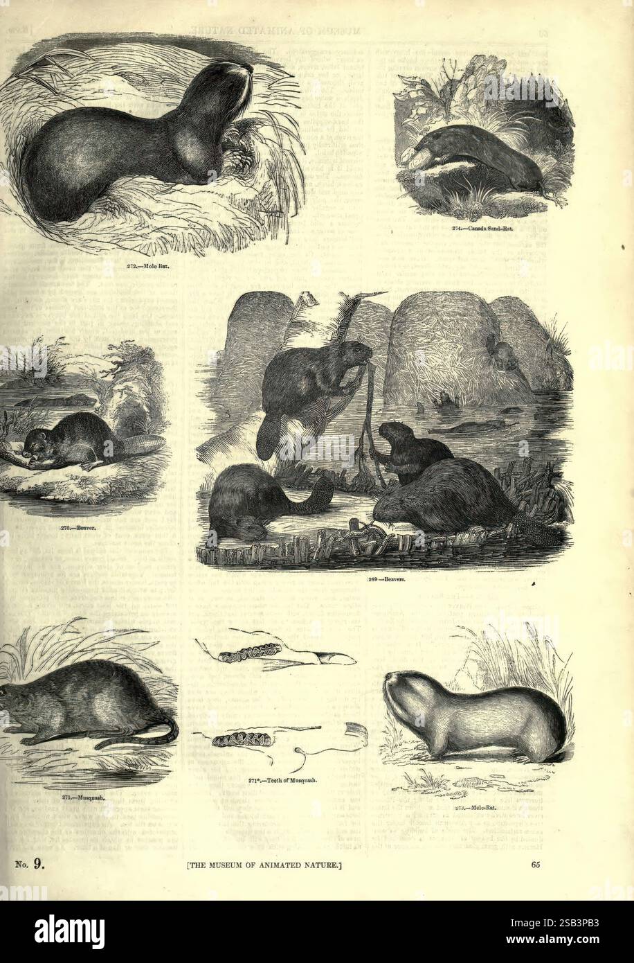 The, Pictorial, Museum, of, Animated, Nature London, C. Cox, [1844 ...