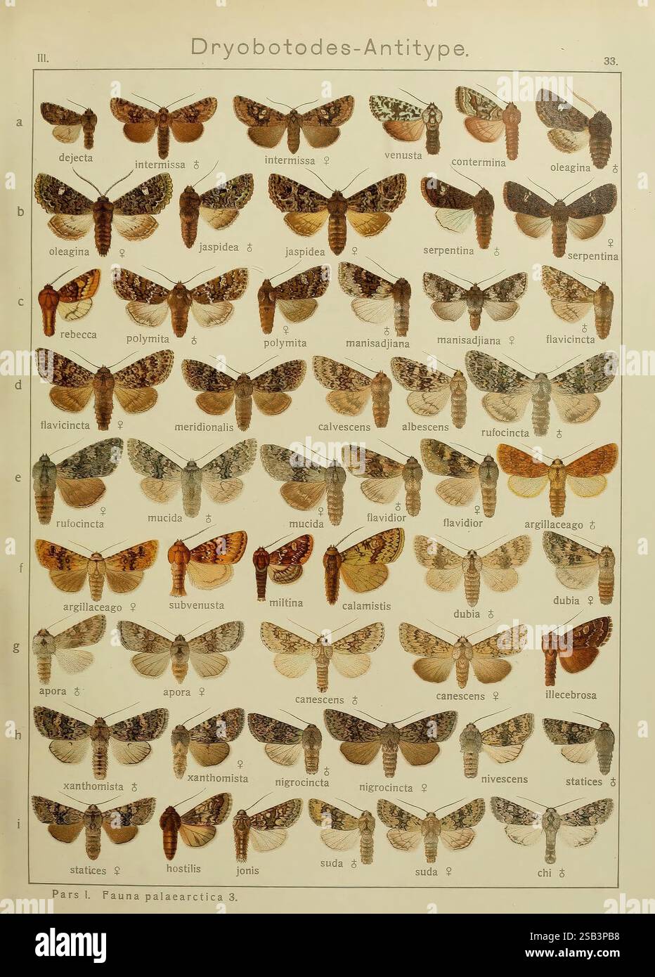Moths exhibit diverse colorations hi-res stock photography and images ...