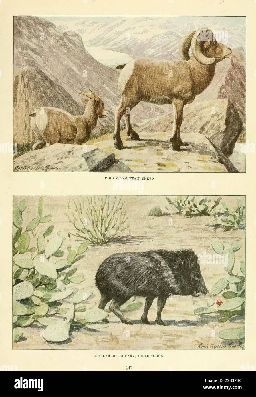 Wild animals of North America Washington, D.C, mammals, North America ...