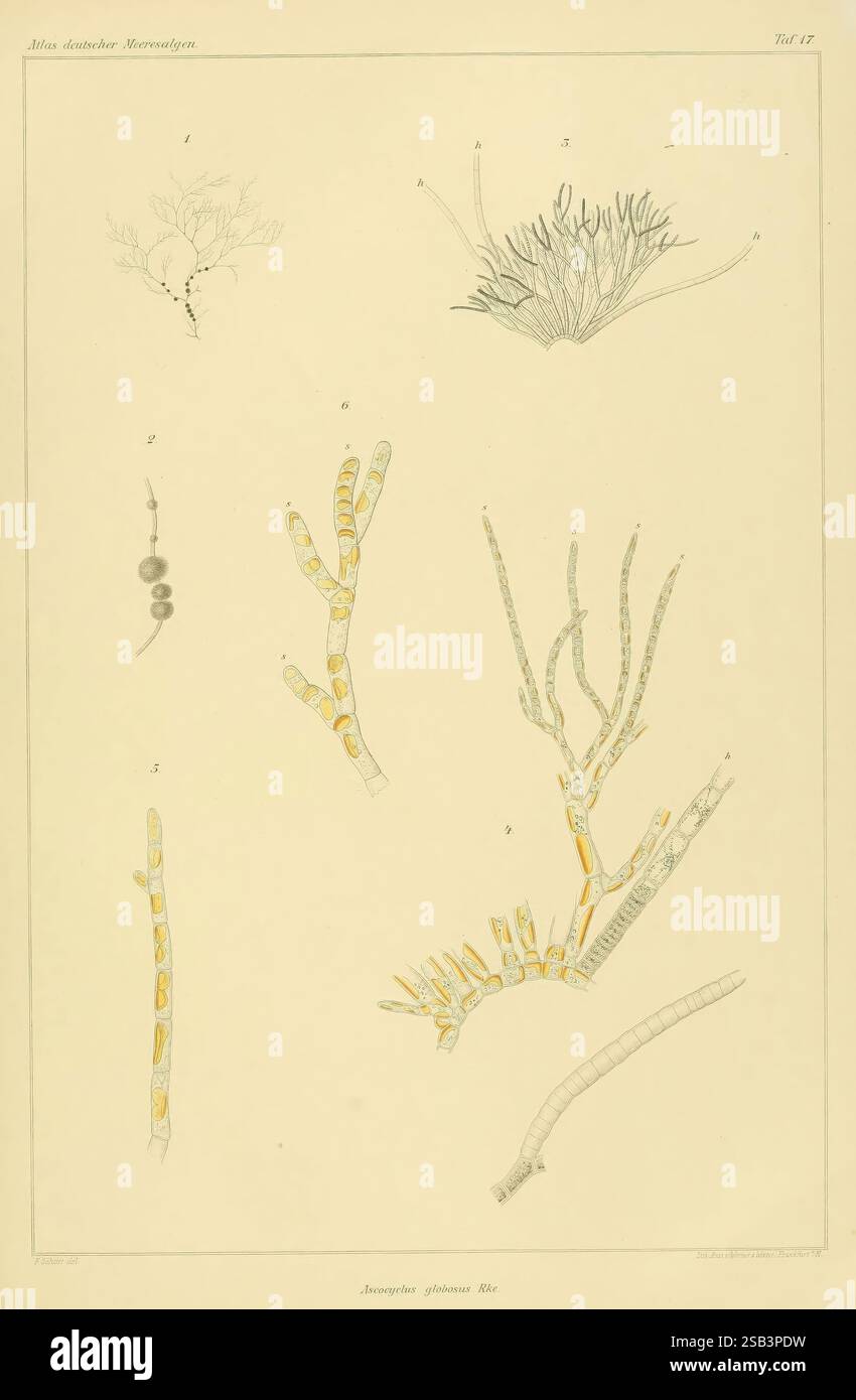 Algal types hi-res stock photography and images - Alamy