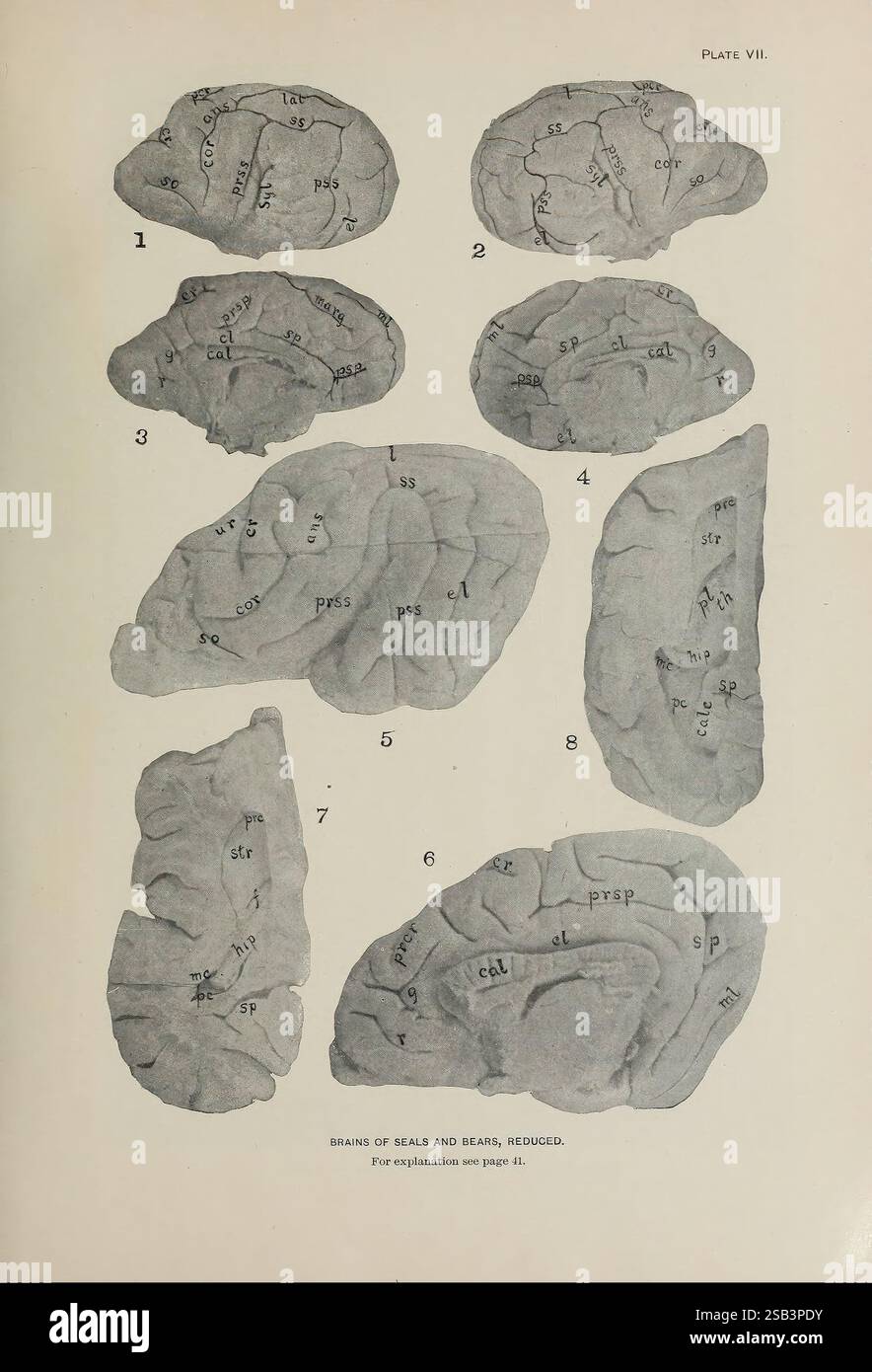 Labeled brain templates hi-res stock photography and images - Alamy