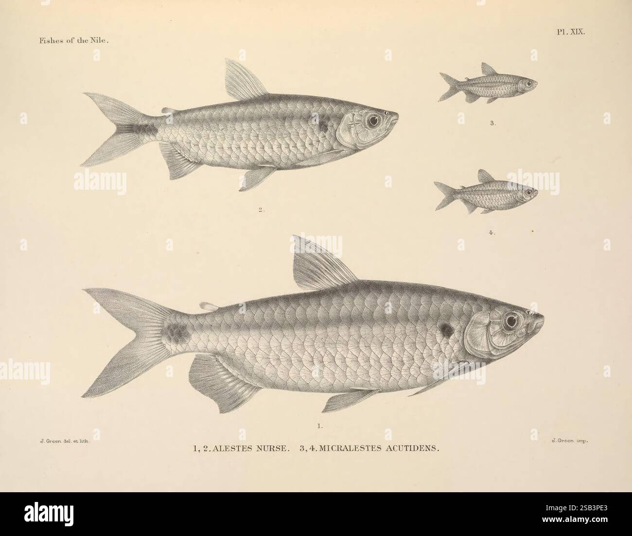 Micralestes hi-res stock photography and images - Alamy