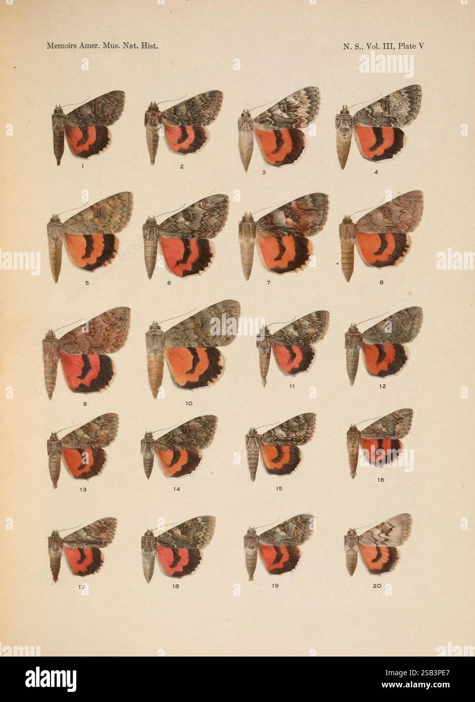 Illustrations of the North American species of the genus Catocala, New ...