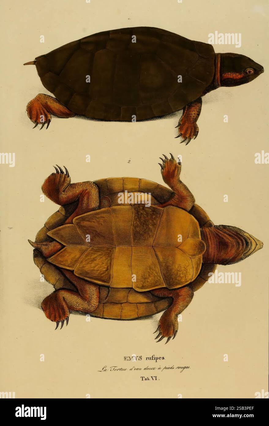 Animalia nova sive species novae testudinum et ranarum Monachii F.S ...