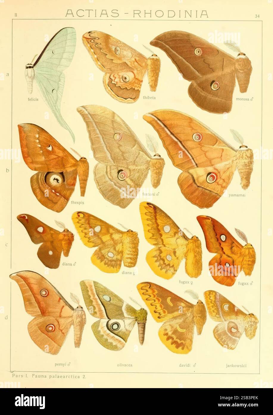 Actias genus hi-res stock photography and images - Alamy