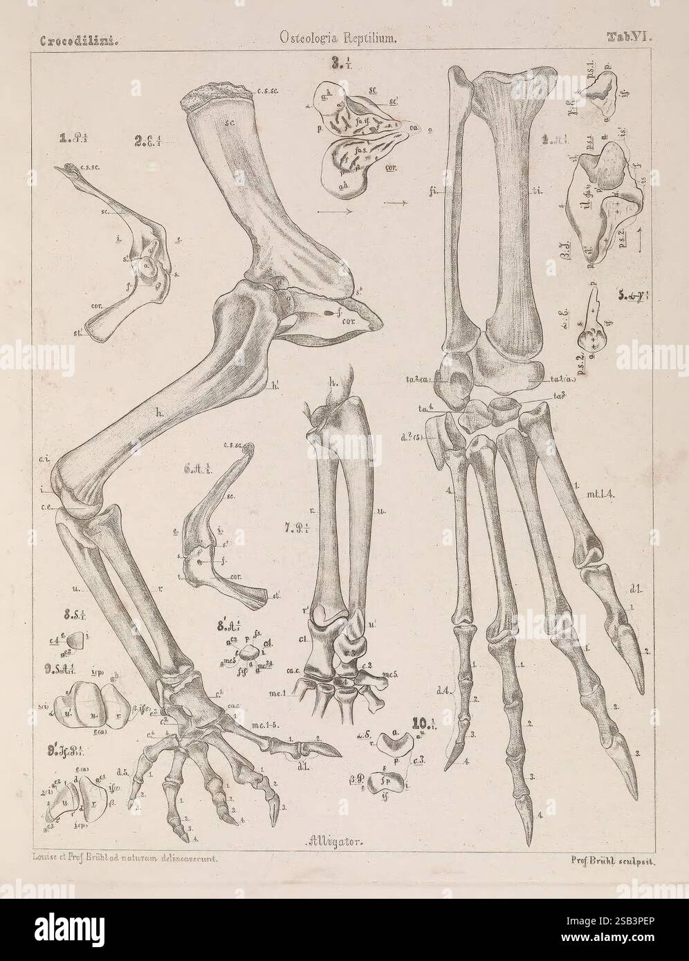Crocodile Skeleton Labeled