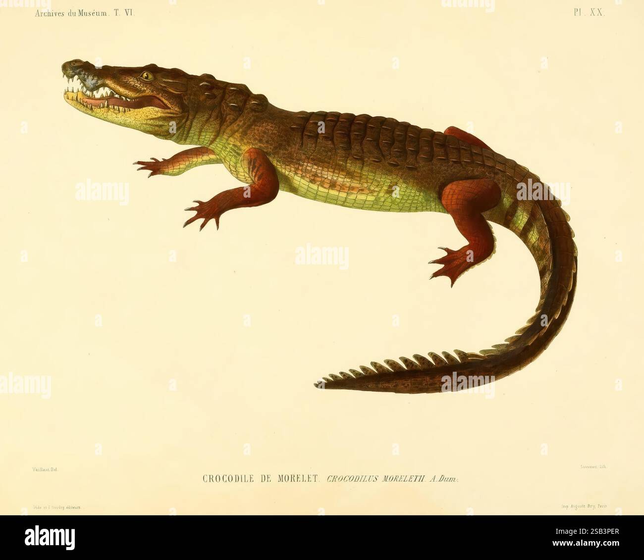 Position accentuates hi-res stock photography and images - Alamy