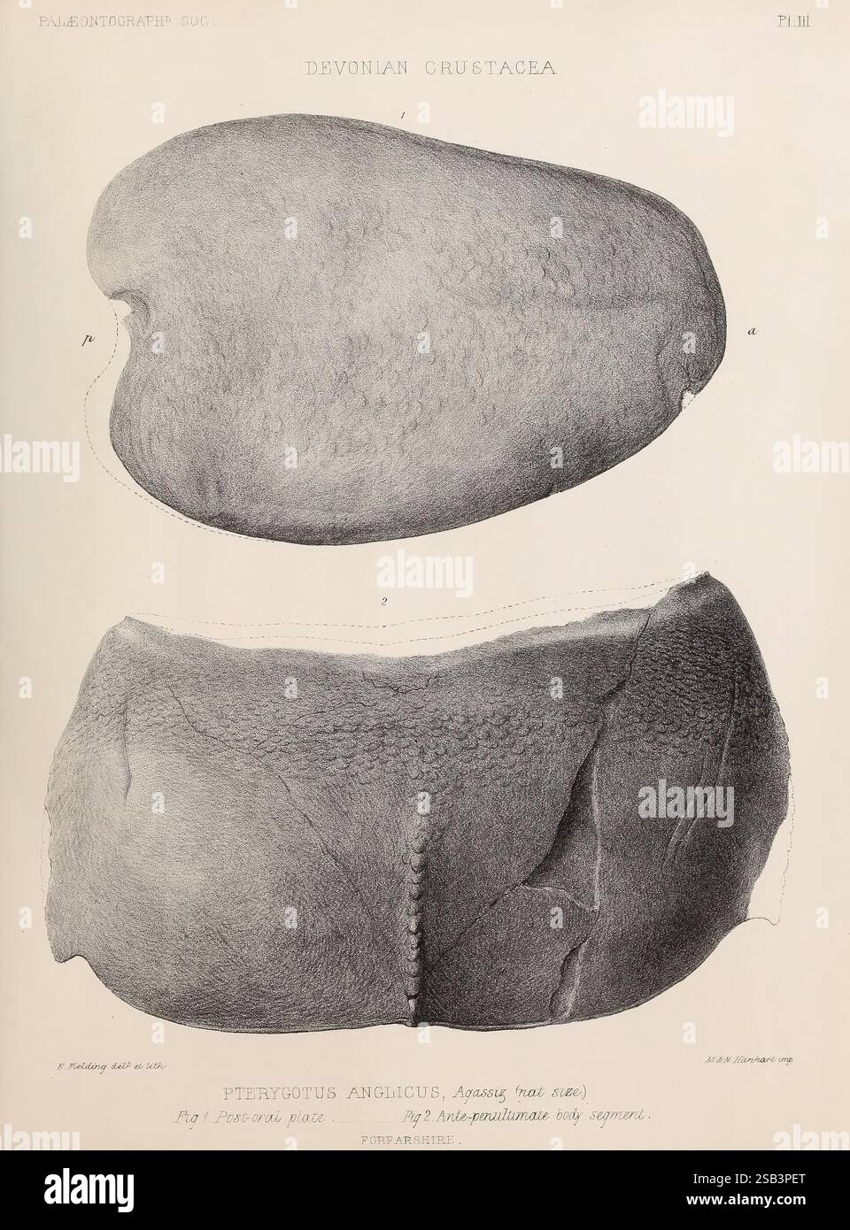 A monograph of the British fossil Crustacea, London, Printed for the ...