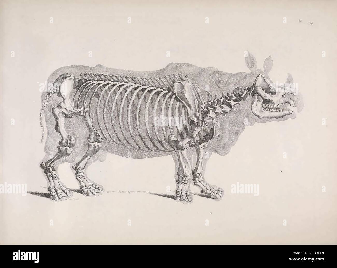 Understanding rhinoceros anatomy hi-res stock photography and images ...