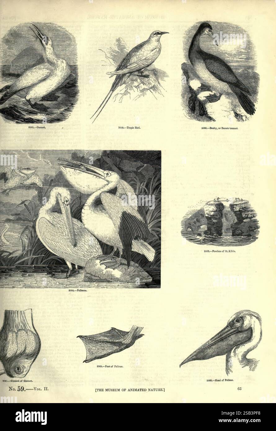 Featured alongside detailed anatomical sketches hi-res stock ...