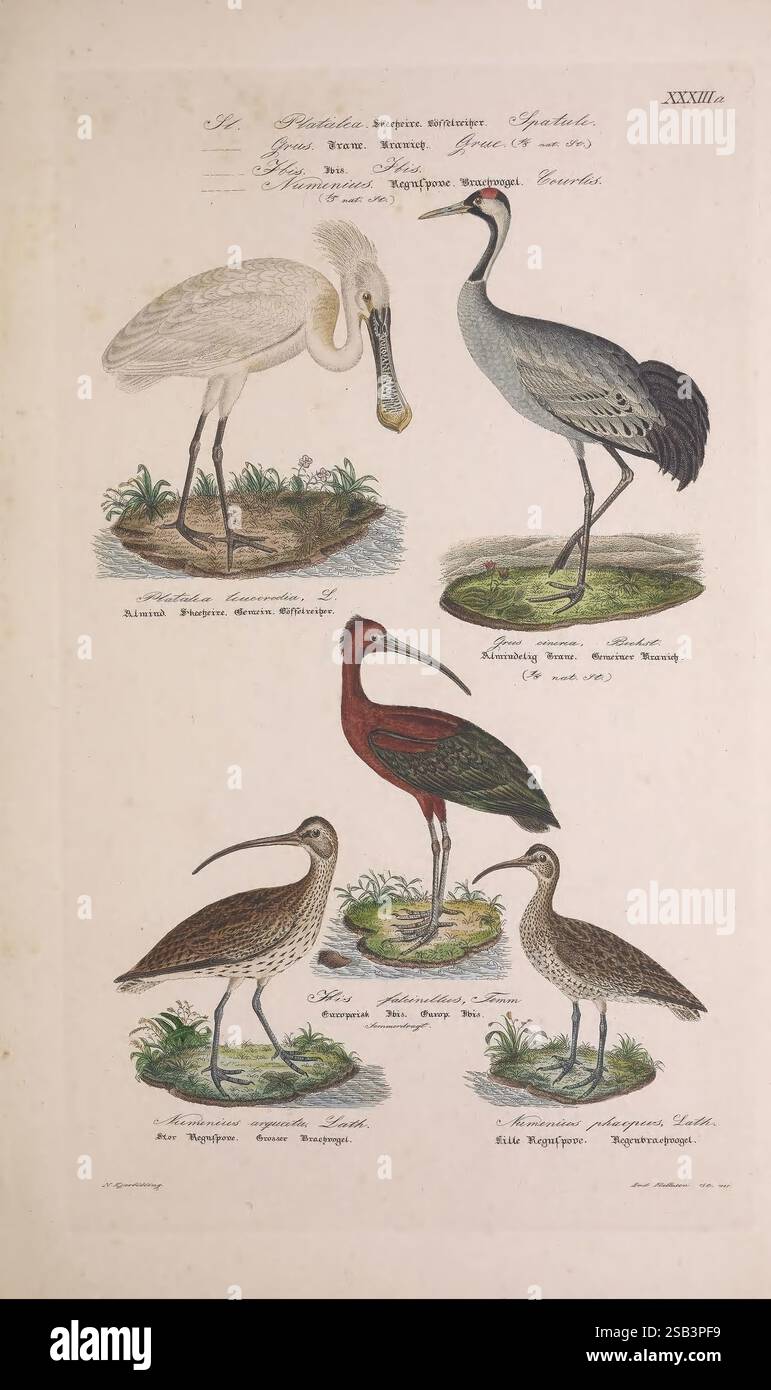 Skandinaviens fugle, Kjøbenhavn, L.A. Jørgensen, 1875-1879, birds ...