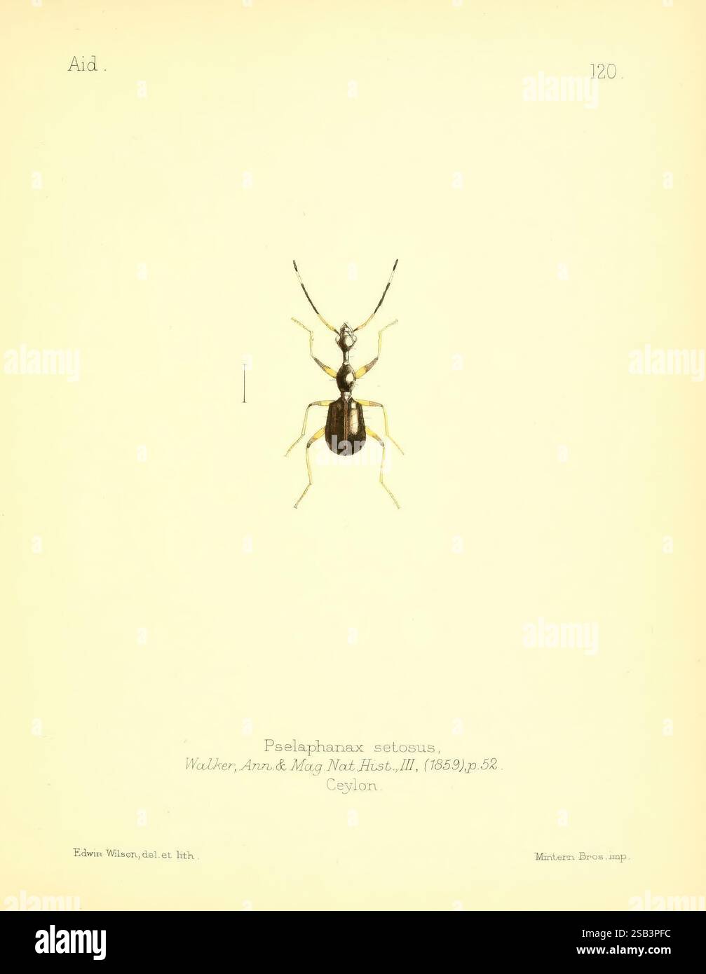Ants distinctive features hi-res stock photography and images - Alamy