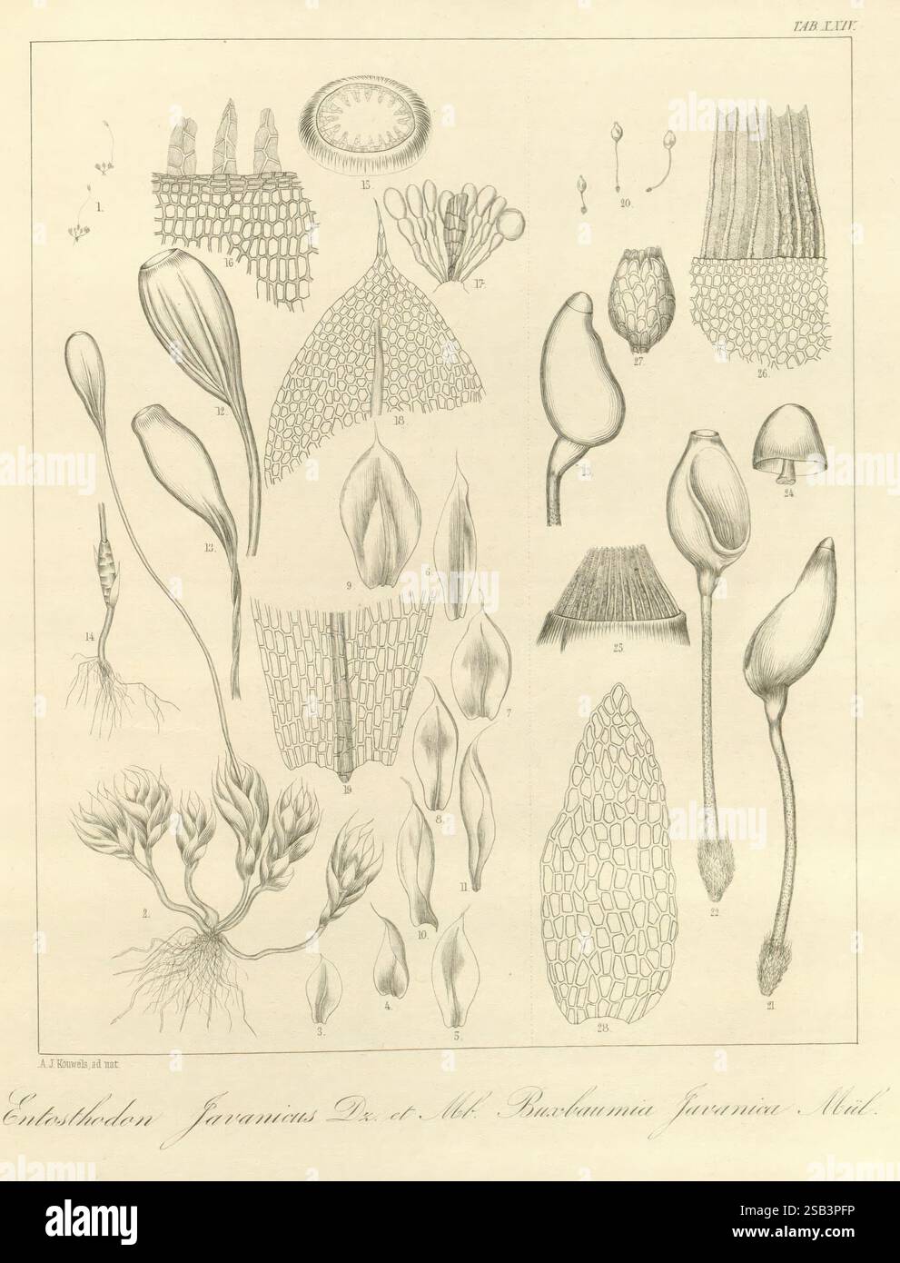 Detailed drawings of various seed forms hi-res stock photography and ...