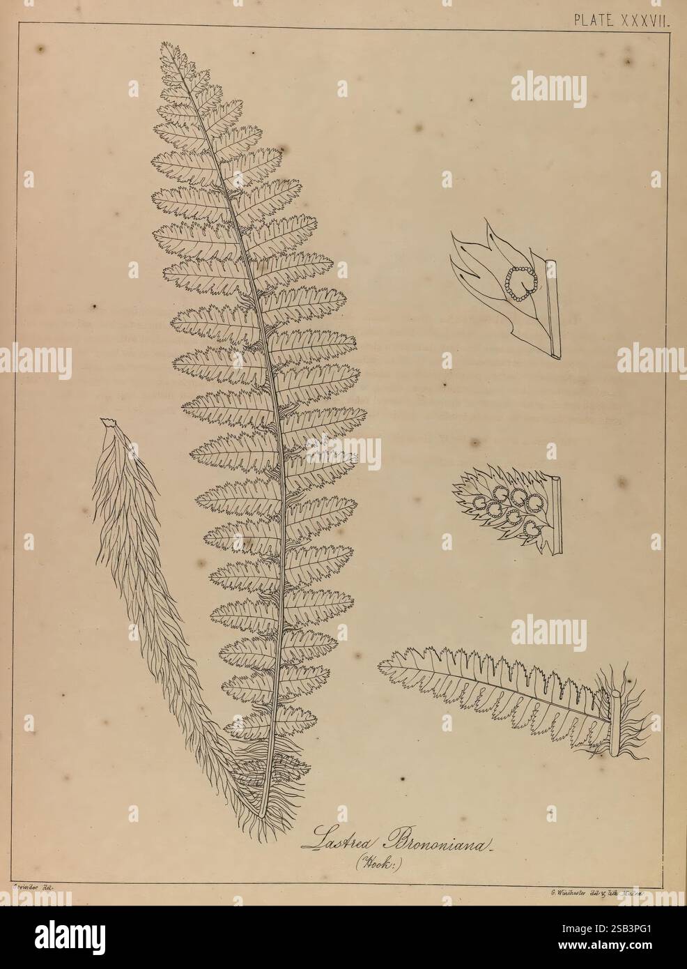 The, ferns, of, British, India, Madras, printed, by, Gantz, Brothers ...