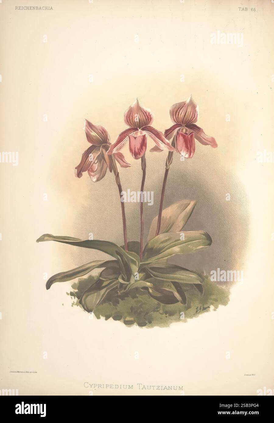 Reichenbachia, St. Albans, London, New York, F. Sander & Co, Orchid ...