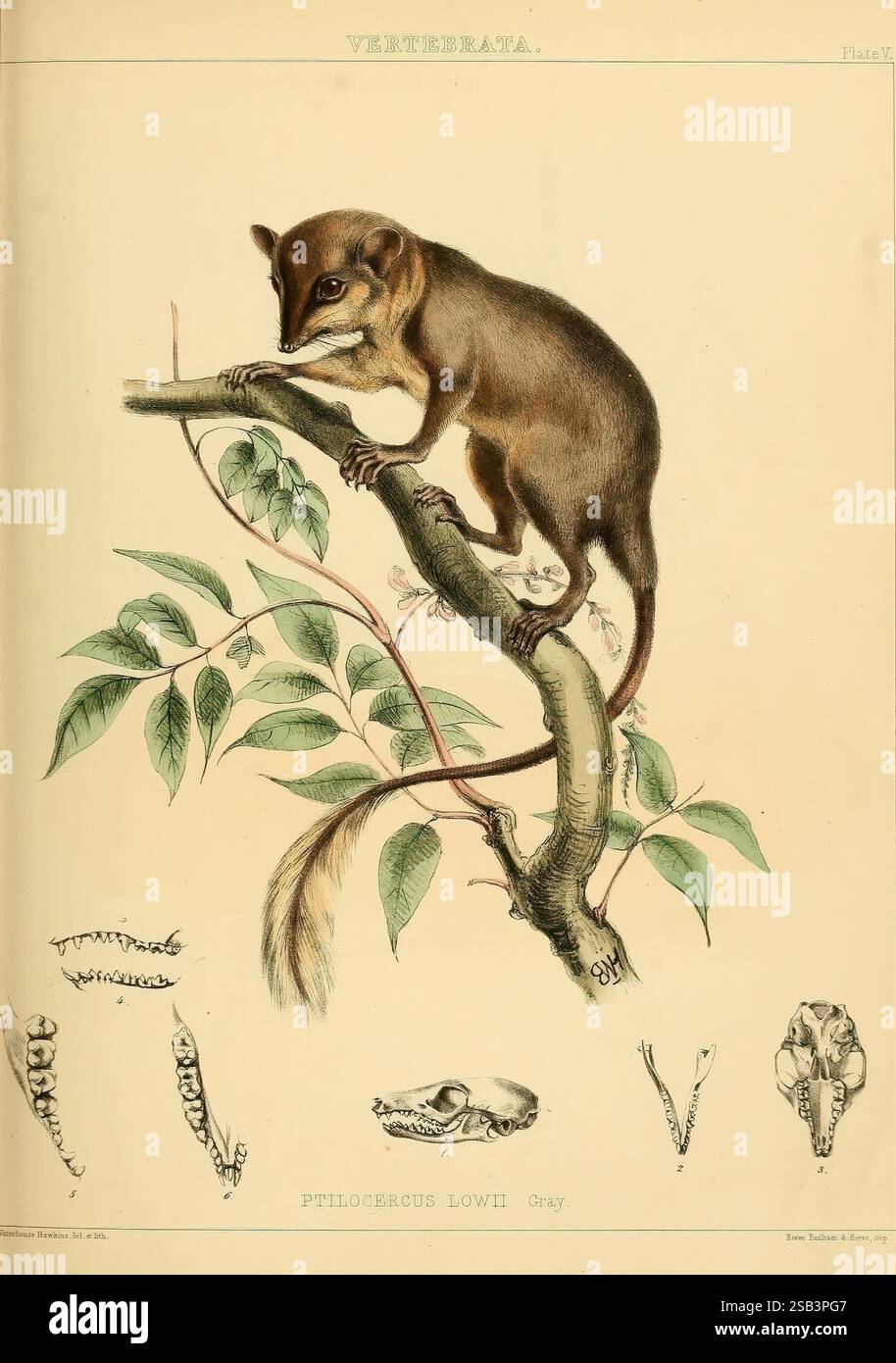 Accompanying drawings highlight various anatomical features hi-res ...