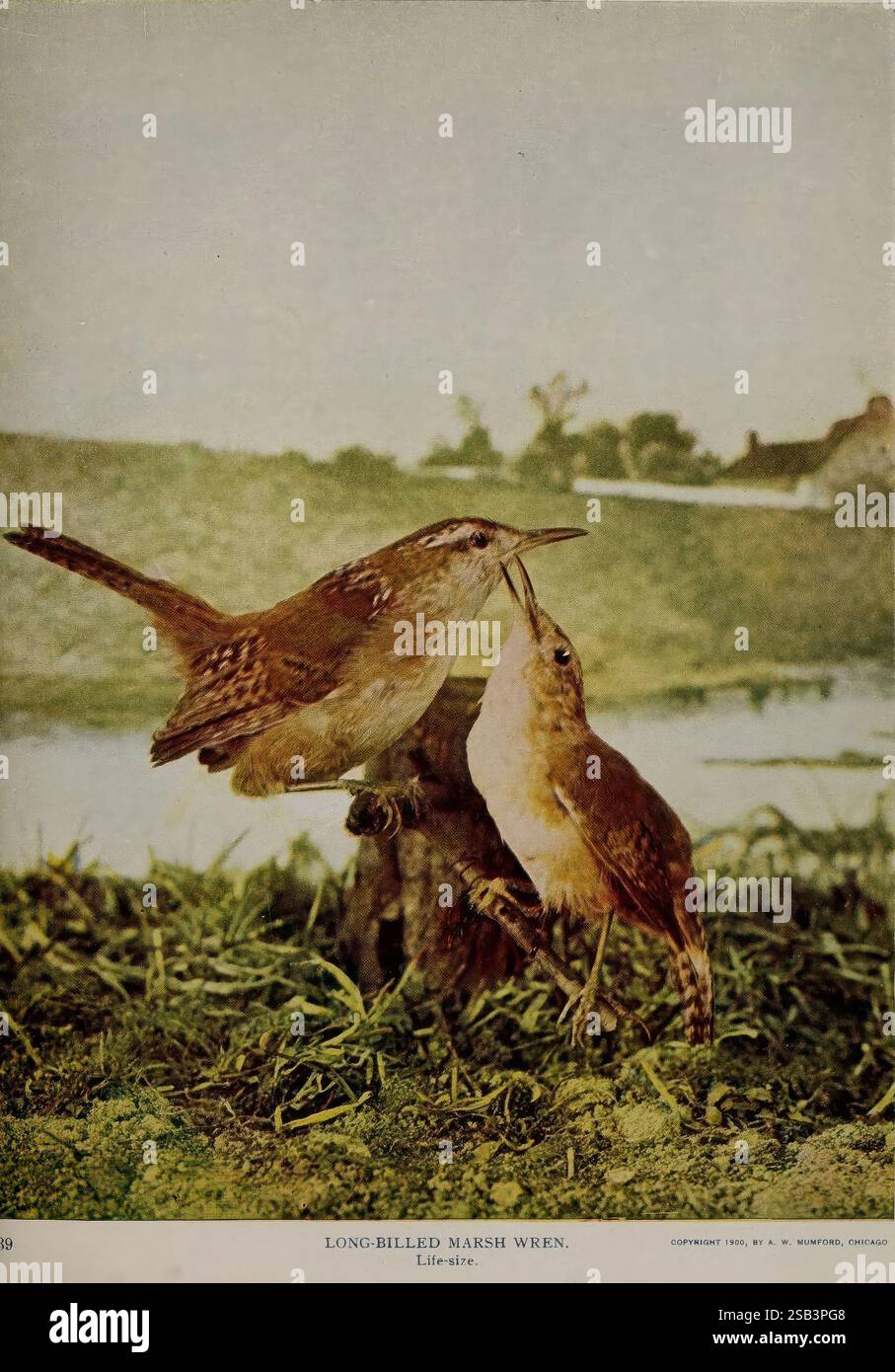 Two long billed marsh wrens hi-res stock photography and images - Alamy