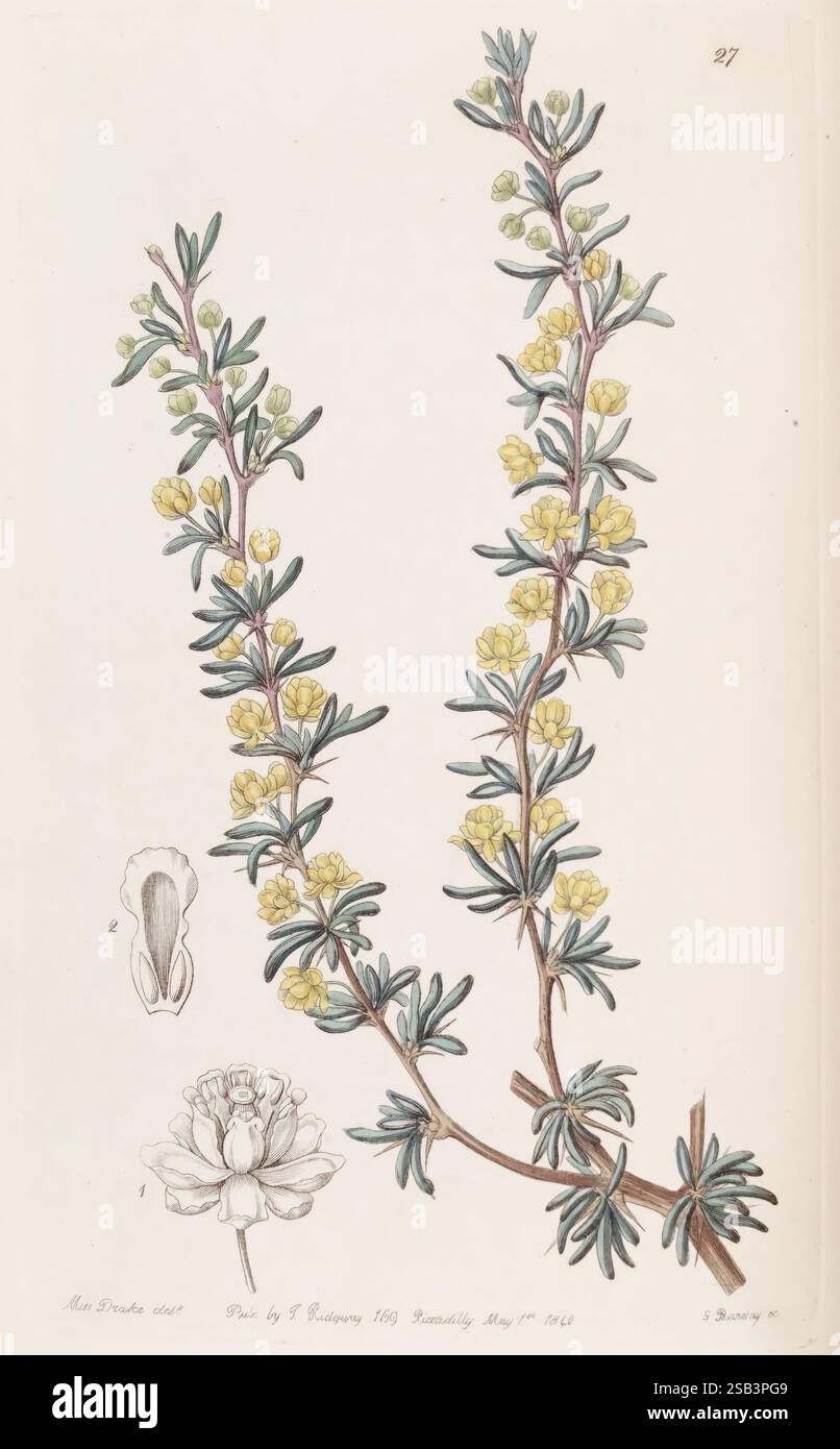 Edwards's Botanical Register, London, James Ridgway, 1829-1847, 1829 ...