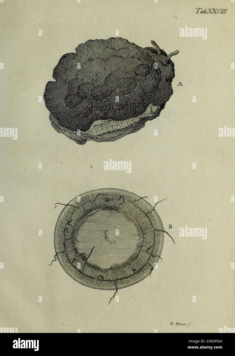 Icones rerum naturalium, Hauniæ [i.e, Copenhagen], Ex officina Mölleri ...