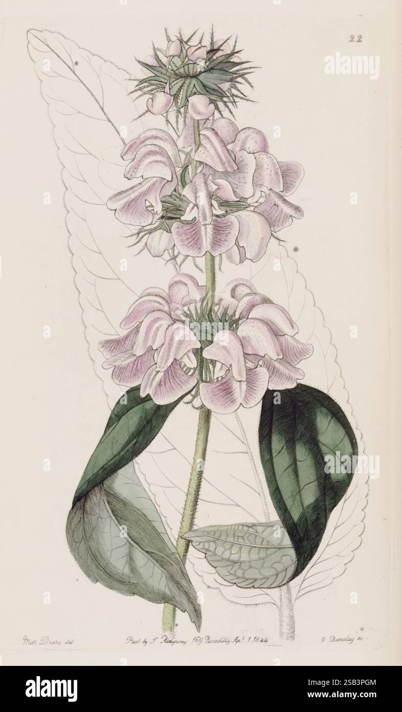 Plant introduction plants ornamental sarah anne drake women hi-res ...