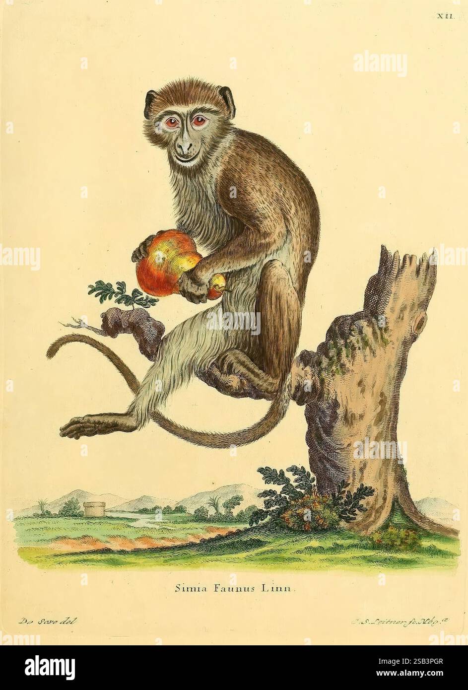 Nuanced fur texture hi-res stock photography and images - Alamy