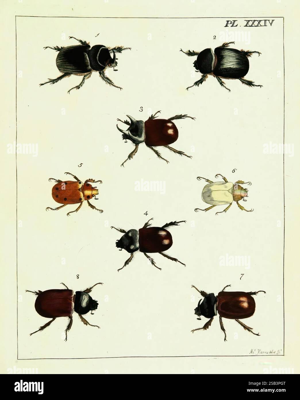 Third row displays larger beetles hi-res stock photography and images ...