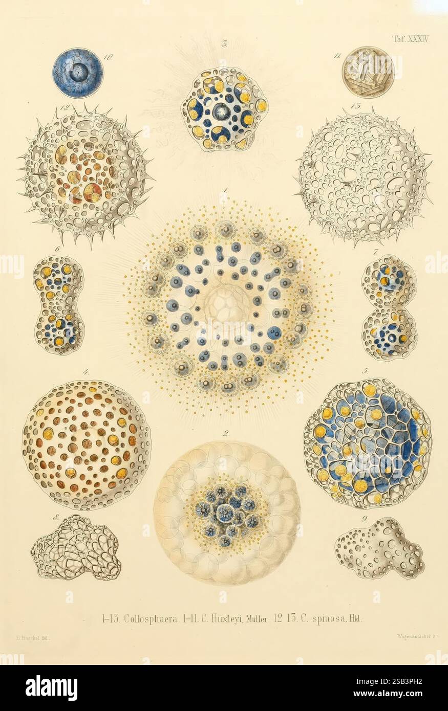 Die Radiolarien (Rhizopoda radiaria), Berlin, G. Reimer,1862-1888 ...