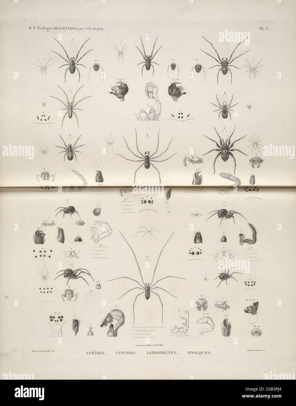 Iconographie des Crustacés et des Arachnides de l'Égypte Paris De l ...