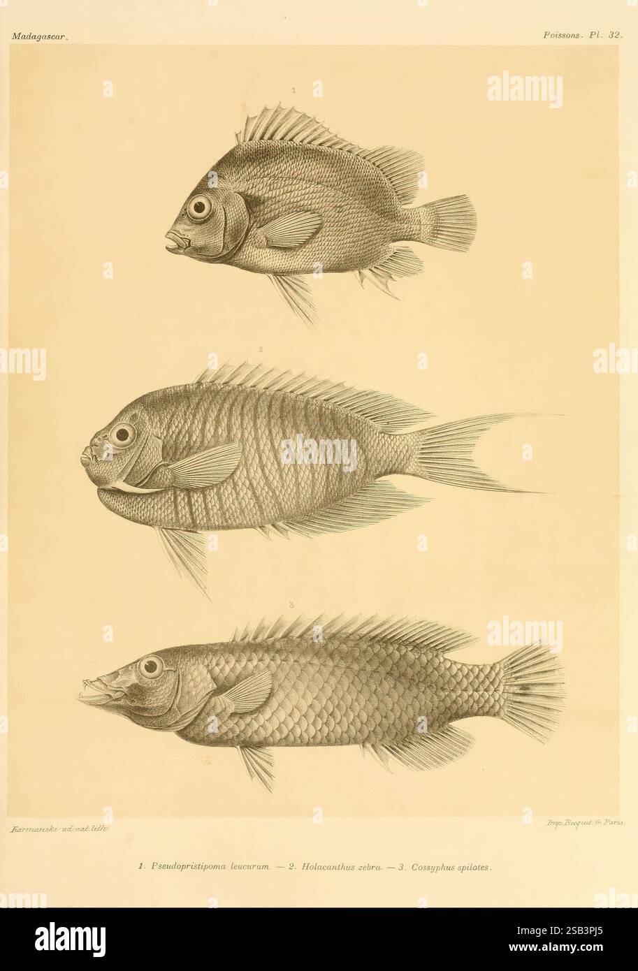 Corydoras catfish presents hi-res stock photography and images - Alamy