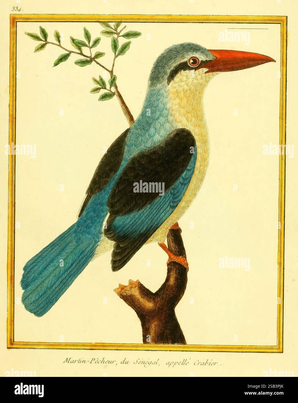 Halcyon cyanoleuca hi-res stock photography and images - Alamy