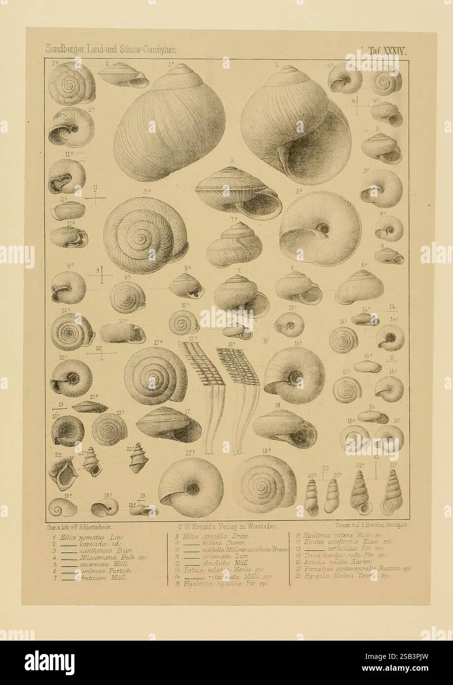 Elongated shells arranged hi-res stock photography and images - Alamy