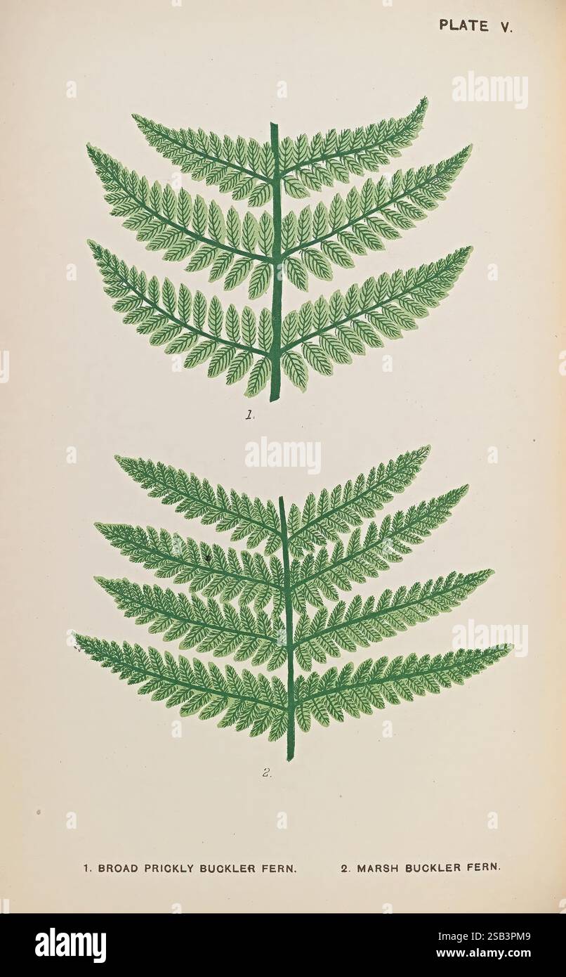 Slightly different lobe structure hi-res stock photography and images ...
