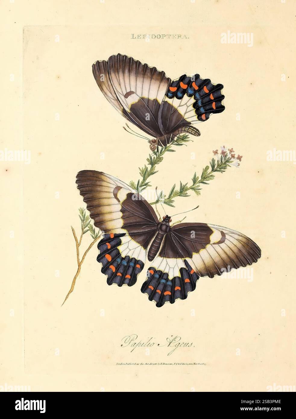 Papilio lyras hi-res stock photography and images - Alamy