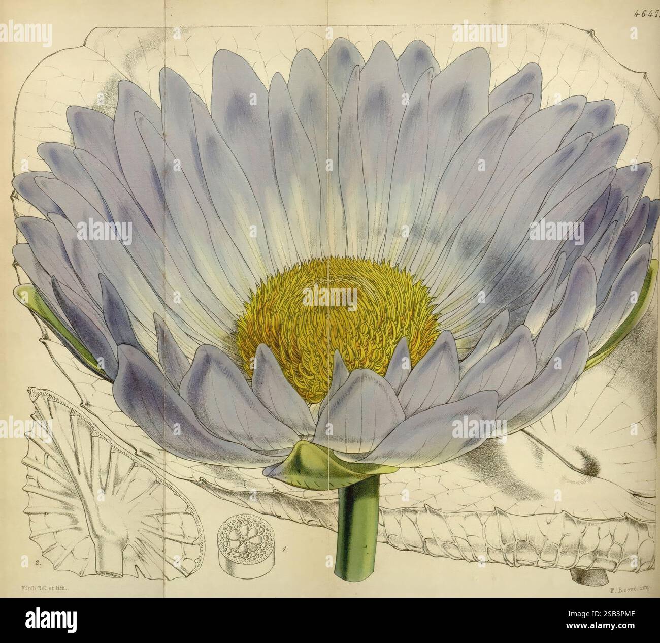 Curtis's Botanical Magazine, London, New York, botanical illustration ...