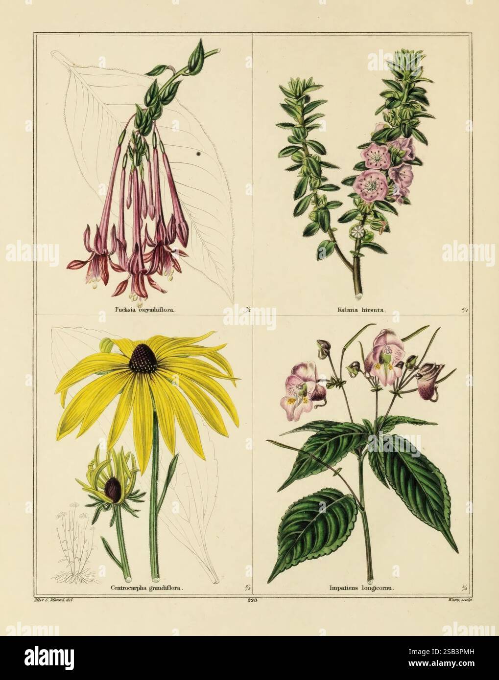 Echinacea grandiflora hi-res stock photography and images - Alamy