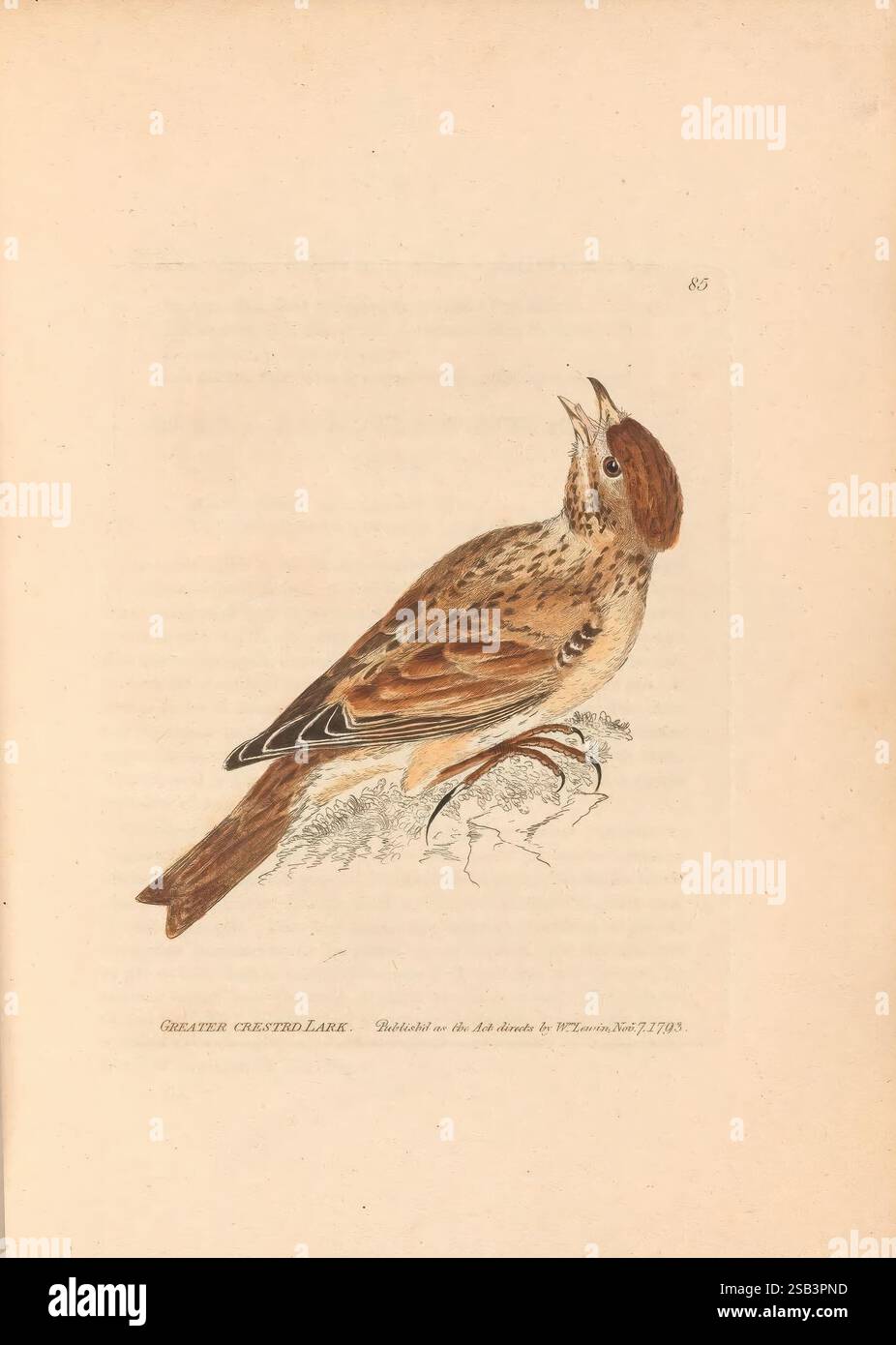 Greater crooned lark hi-res stock photography and images - Alamy