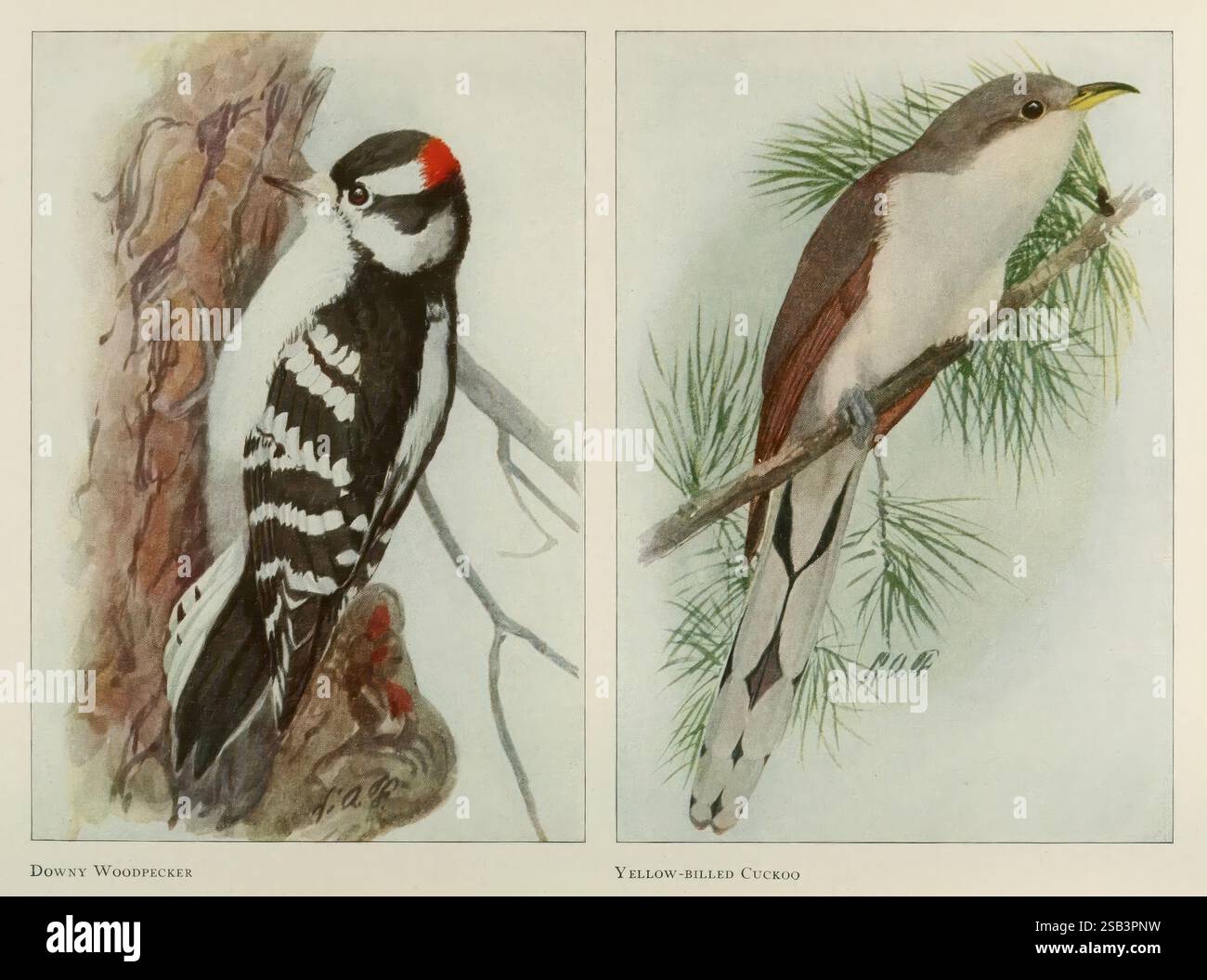 Yellow headed crossbill hi-res stock photography and images - Alamy