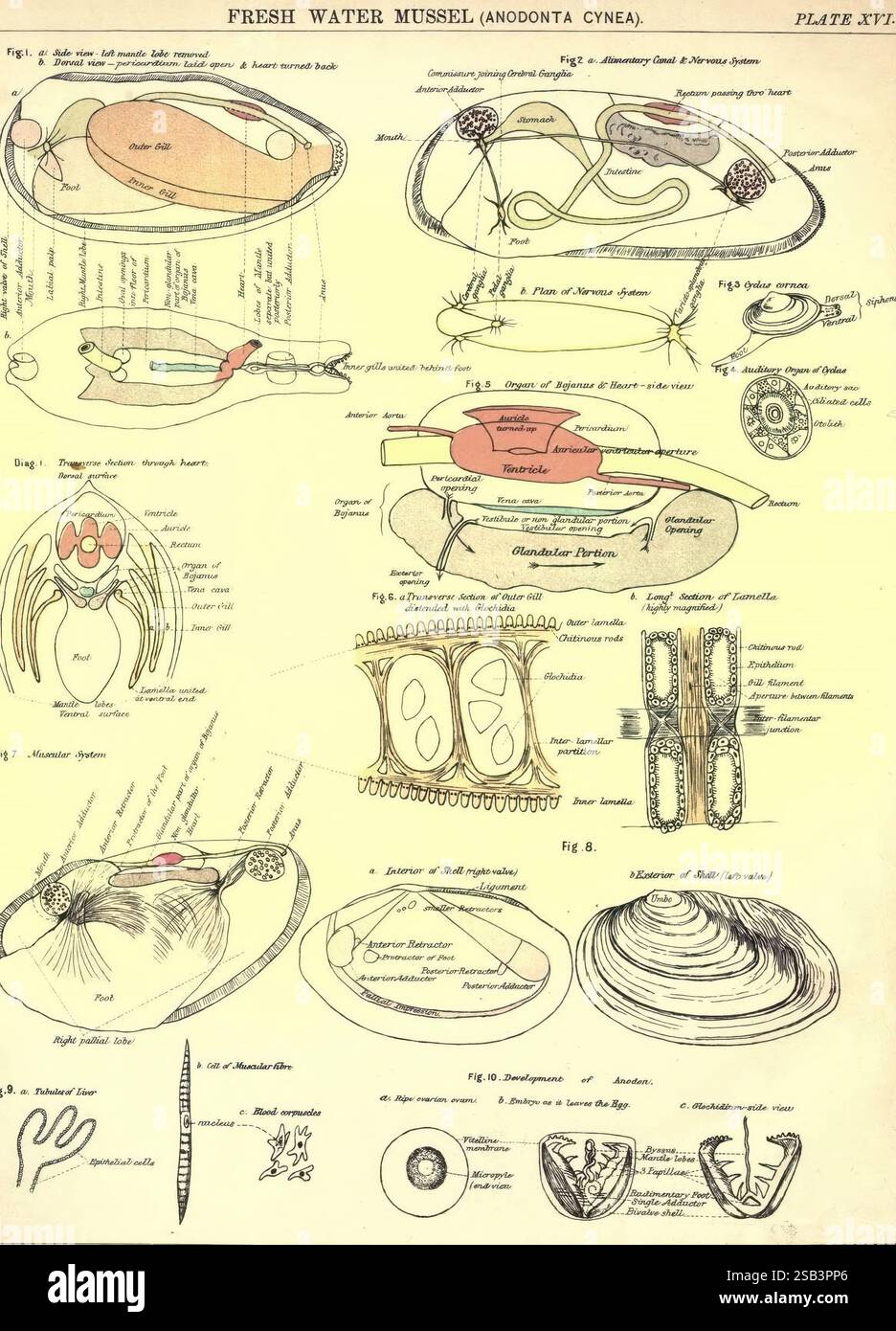 Guide to the Practical Study of Plants and Animals, adapted to the ...
