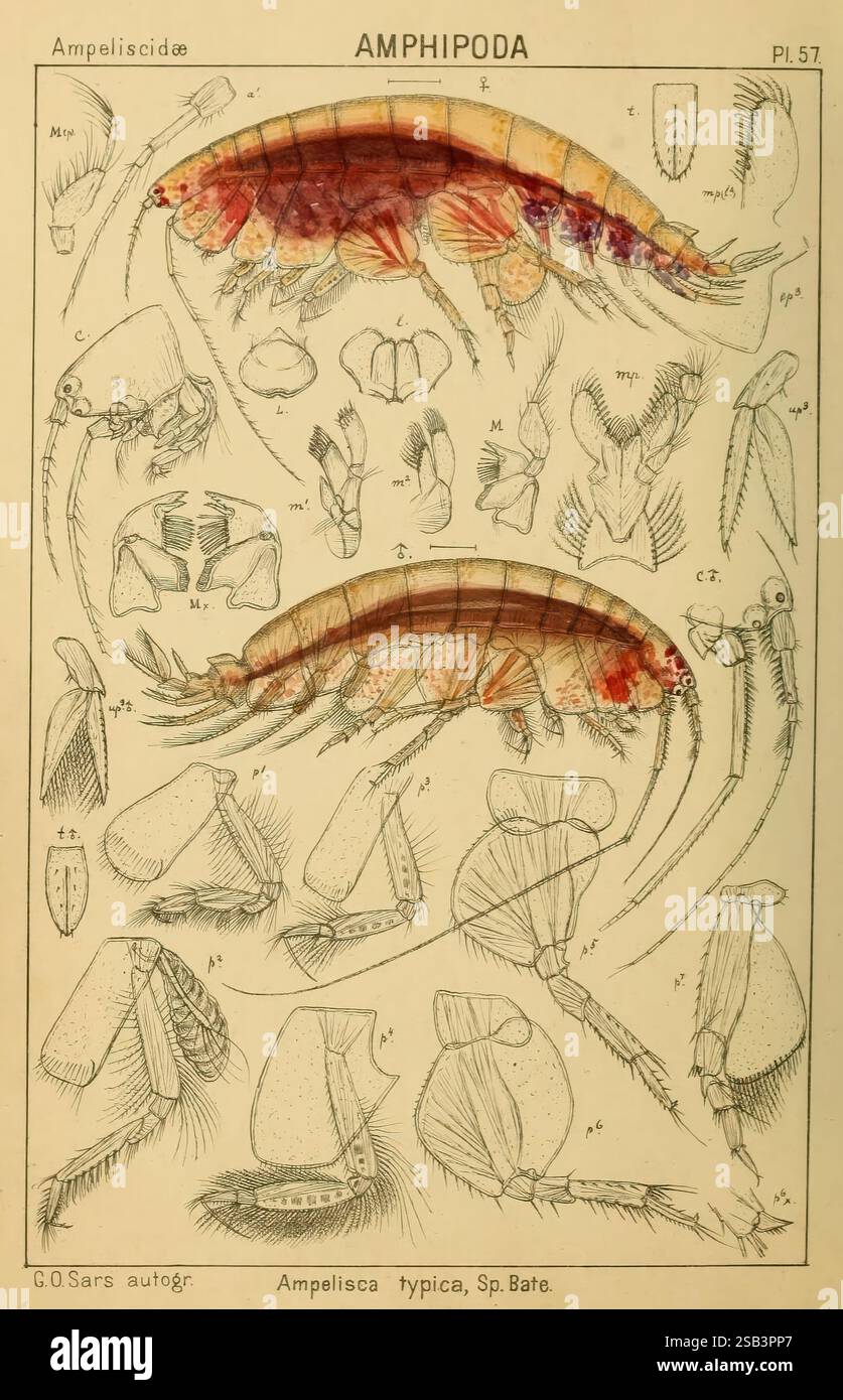 Account, Crustacea, Norway, Christiania, A. Cammermeyer, 1895-1928 ...