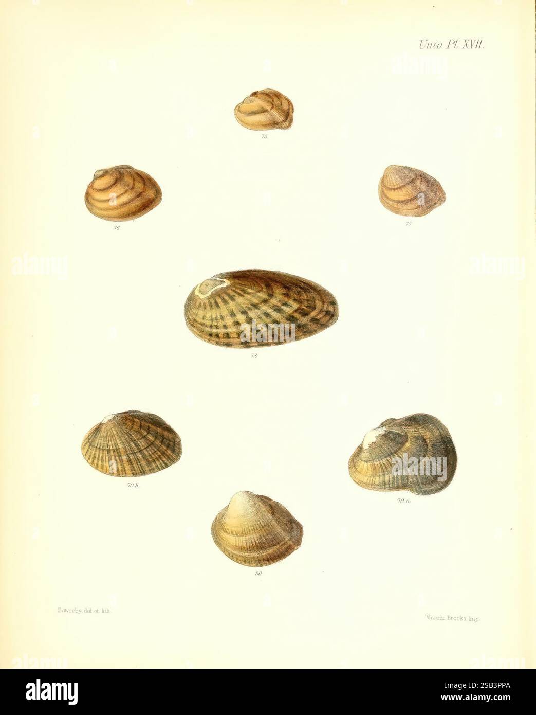 Conchologia Iconica, or Illustrations of the Shells of Molluscous ...
