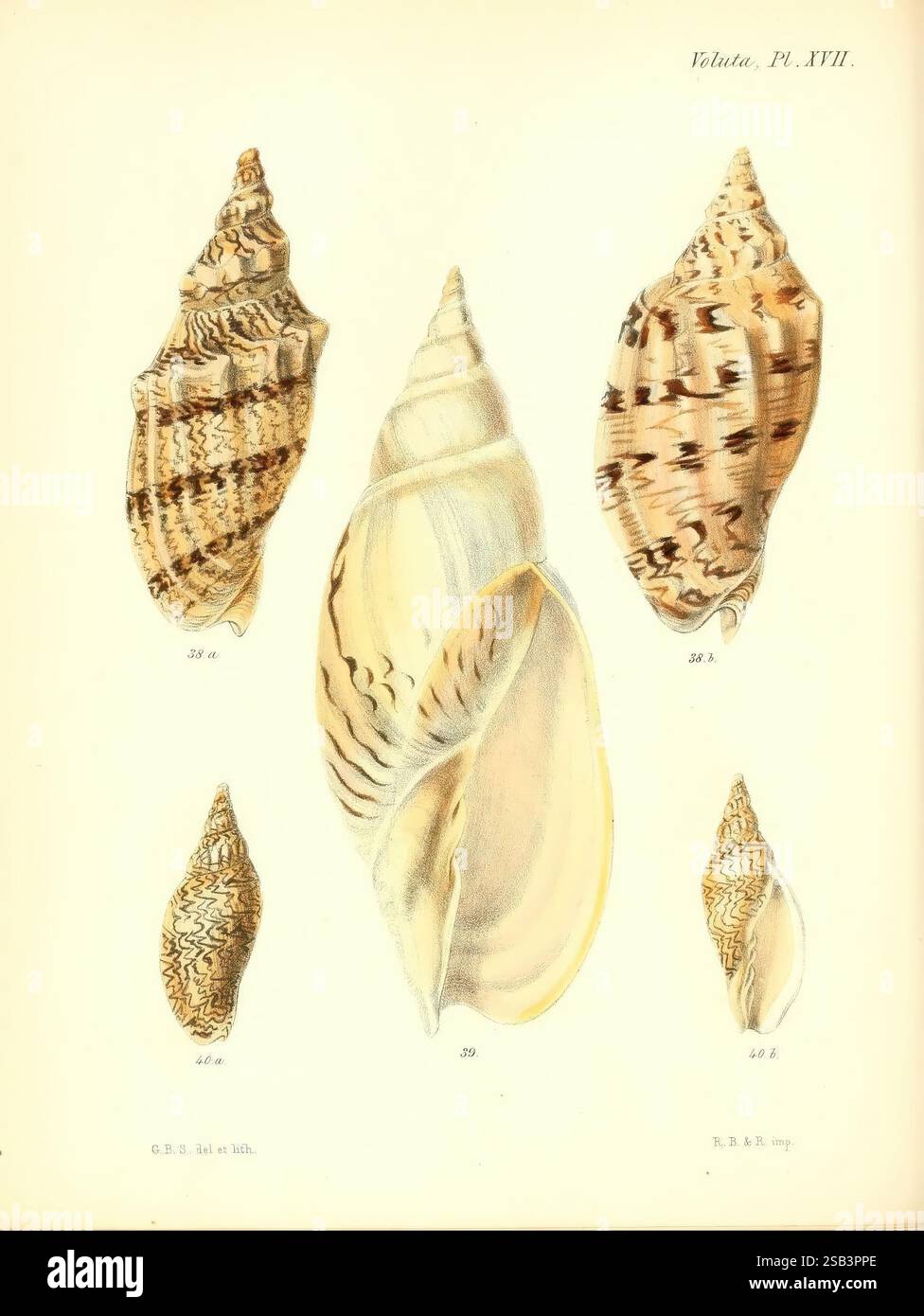Conchologia Iconica, or Illustrations of the Shells of Molluscous ...